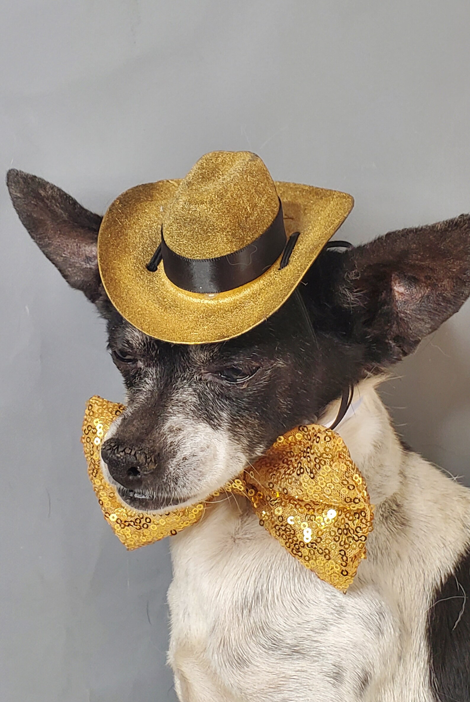 Set Hat and Bow Cowboy Hat for Dog or Cat Gold Color | Etsy