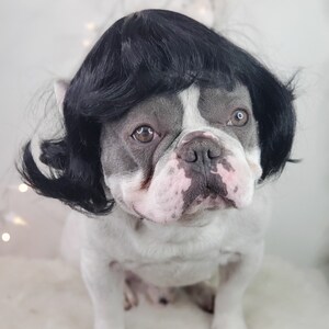 Black Dog Wig, Elegant Puppy Costume, Large Size - Etsy