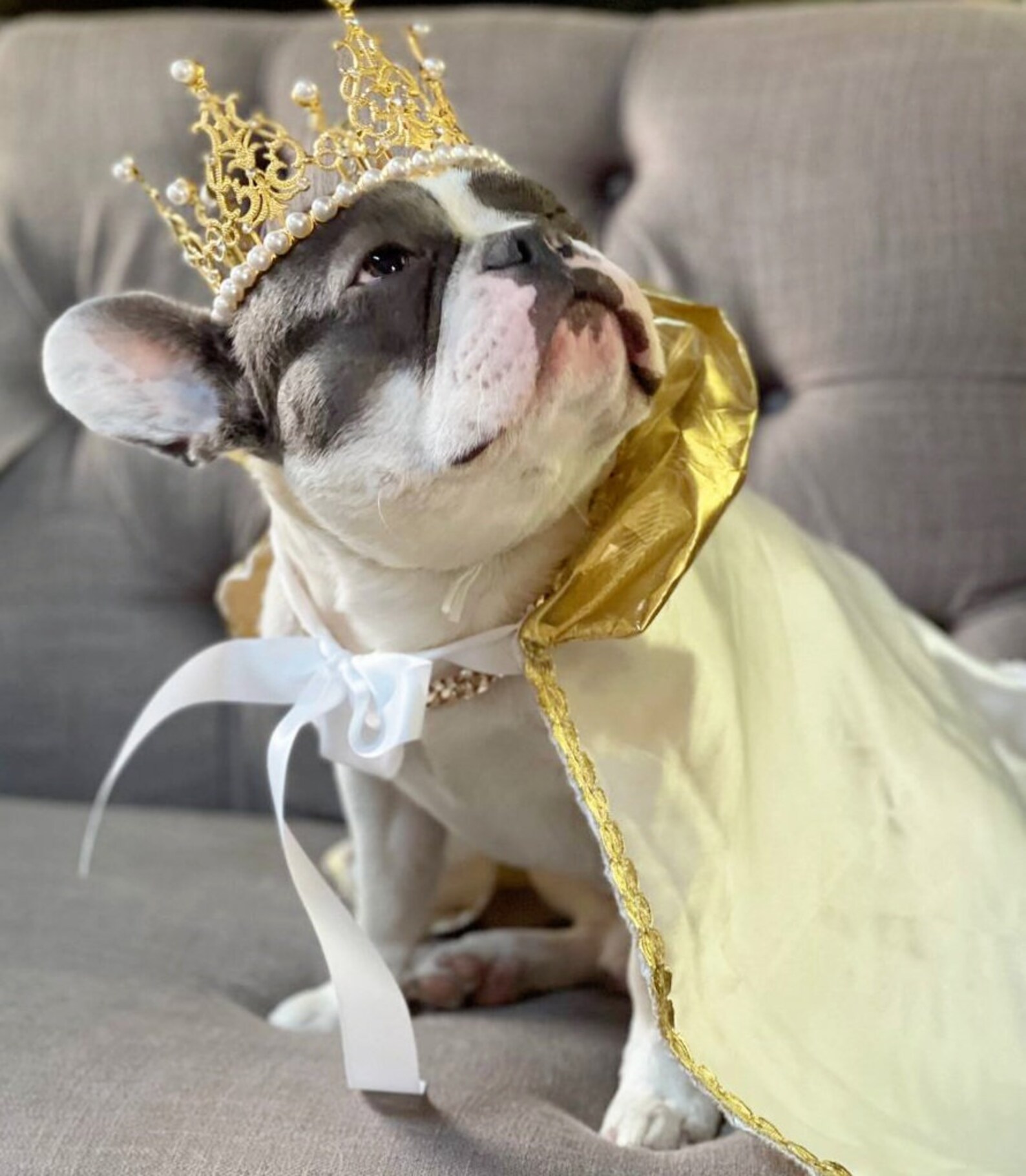 Gold Pet Crown With Adjustable Elastic – Princess Dog or Cat Costume - Etsy