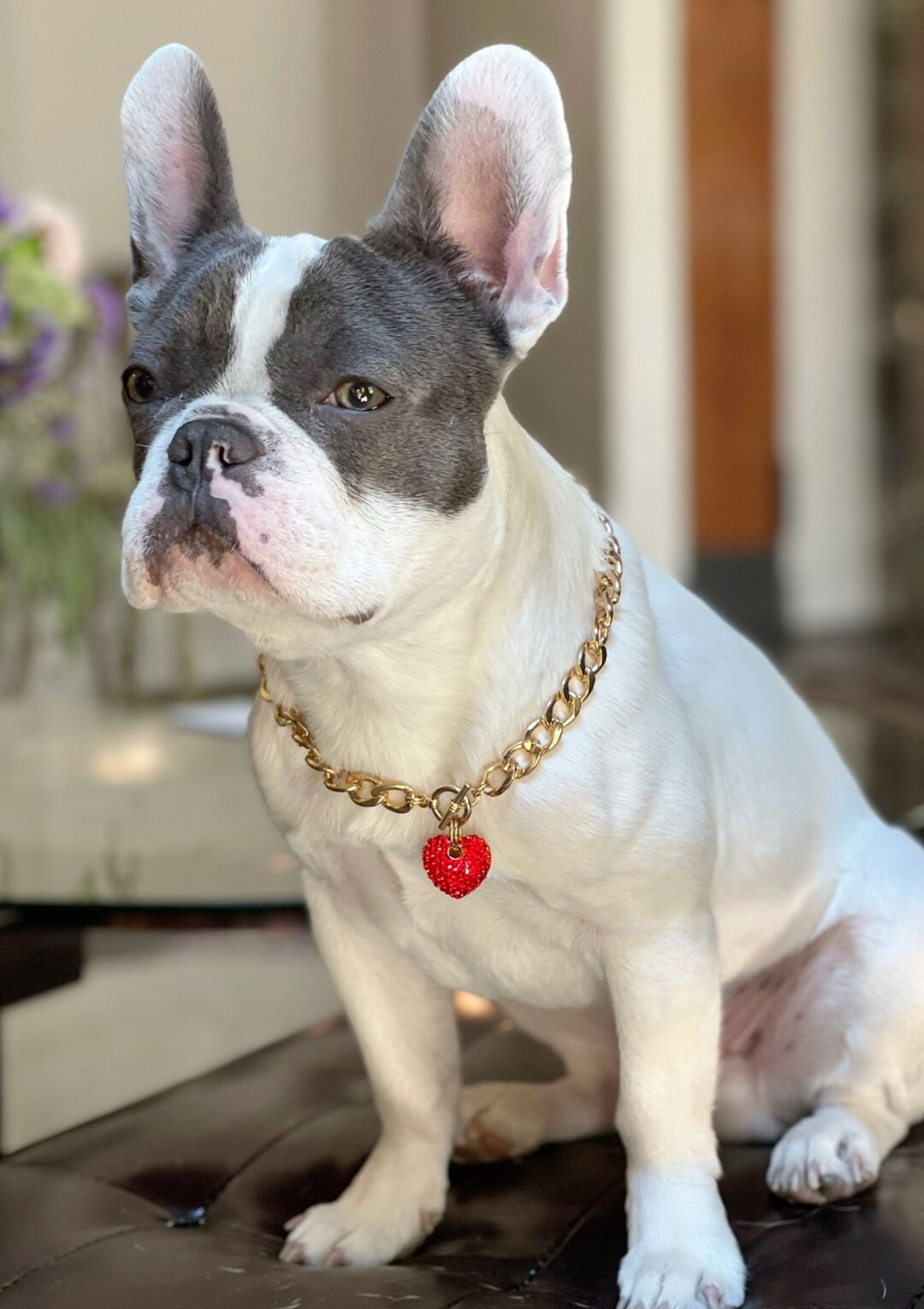 Supper Cute Dog Neck Chain Gold Color/ Jewelry for Pet /jewelry Collar ...