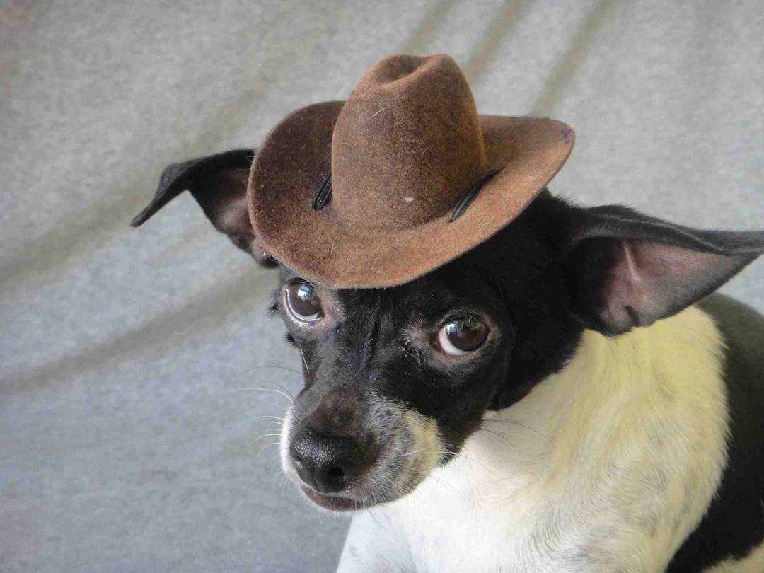 Indiana Jones Hat for Dog or Cat Brown Color/halloween Pet - Etsy