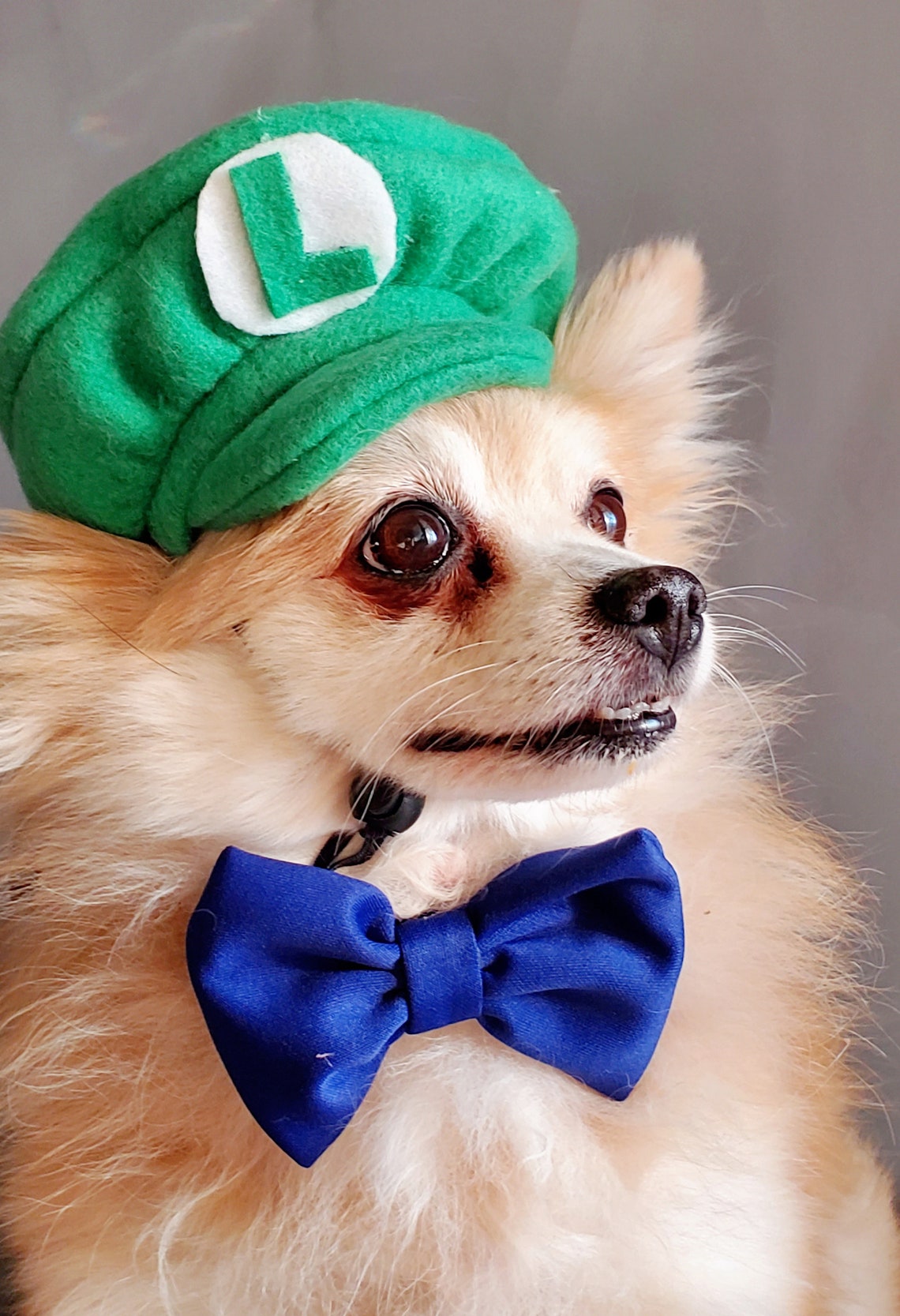 Luigi Costume Hat Green Color for Dog or Cat Small Animal Doll - Etsy