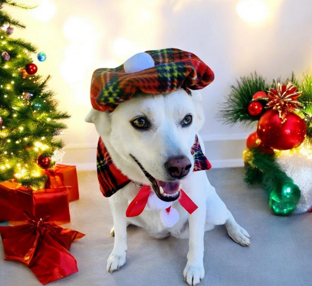 Beret Hat Red Color for Dog or Cat /hat for Dogs/beret for Dogs /dog ...