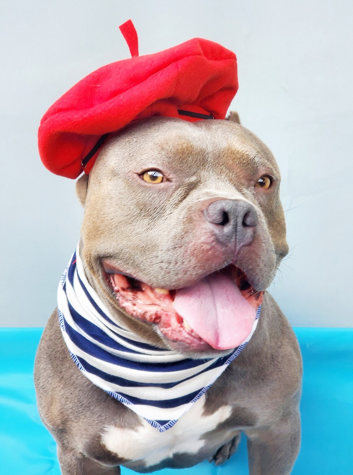 Beret Hat Red Color for Large Dog Hat for Large Pet /halloween | Etsy