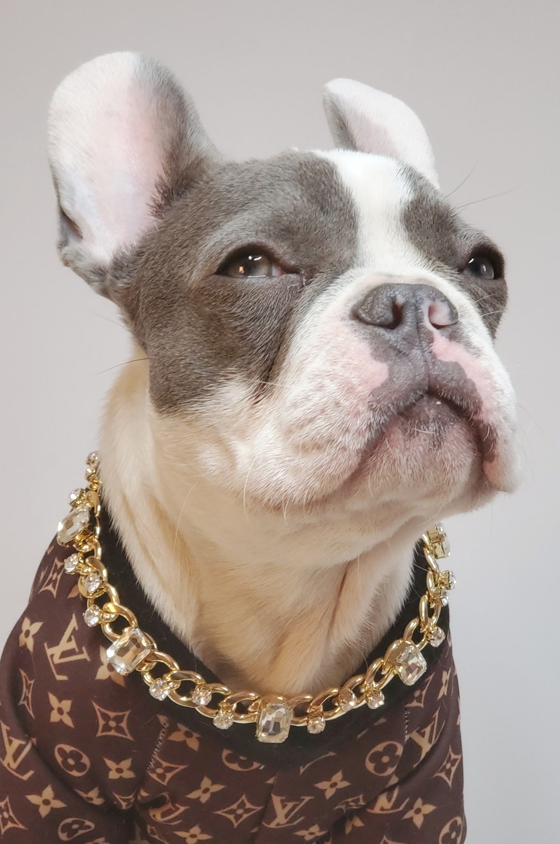 Chain for Dog /supper Cute Dog Neck Chain Gold Color/ Jewelry for Pet ...