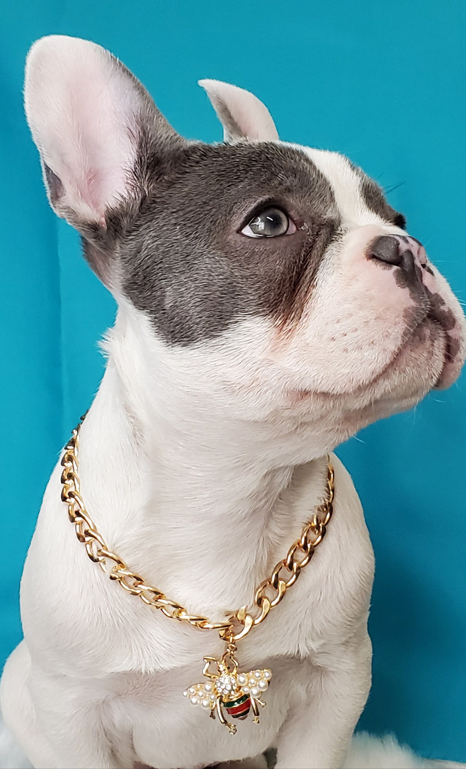 Supper Cute Dog Neck Chain Gold Color /dog Neck Collar/ | Etsy