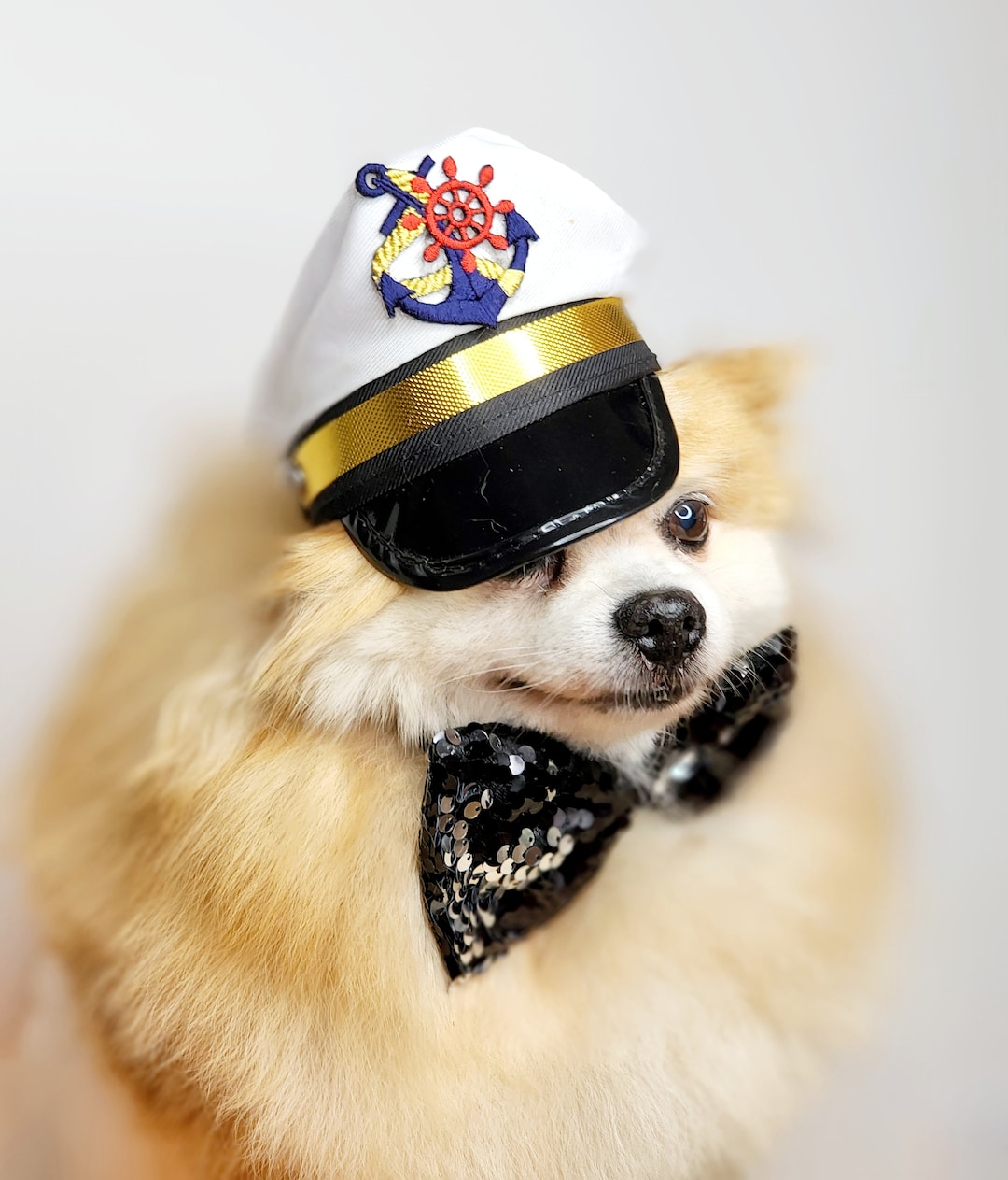 Captain Pet Hat, Adjustable Costume for Dog or Cat - Etsy