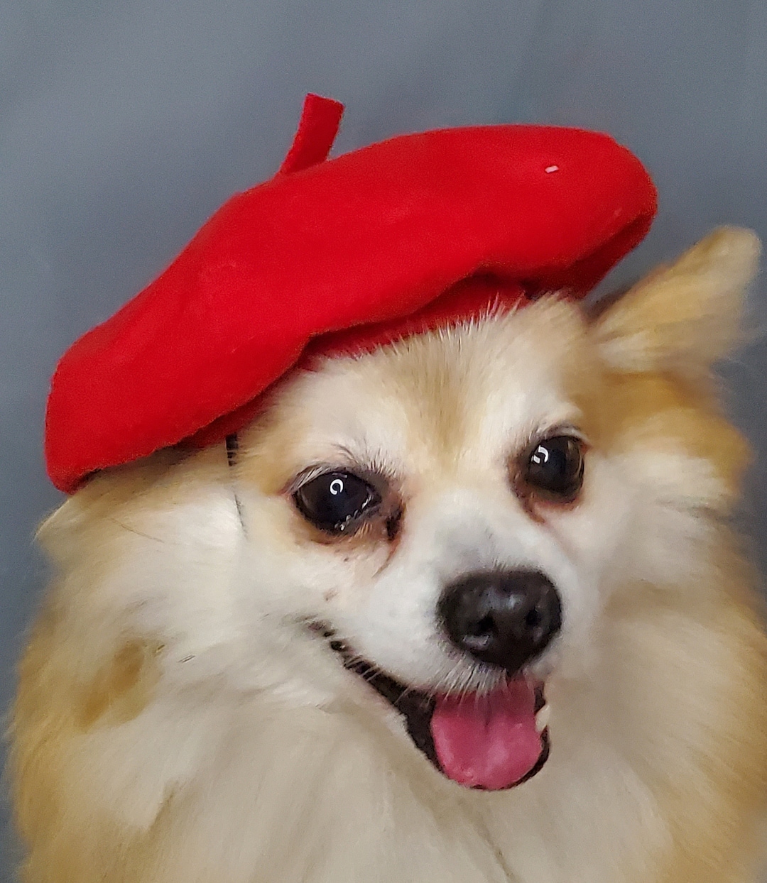 Beret Hat Red Color for Dog or Cat /hat for Dogs/beret for Dogs / - Etsy