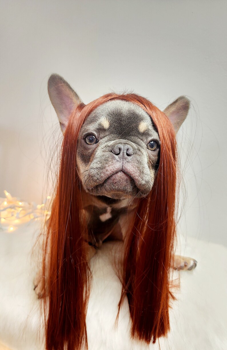 Pet Wig for Dog or Cat, Elegant Puppy Costume - Etsy