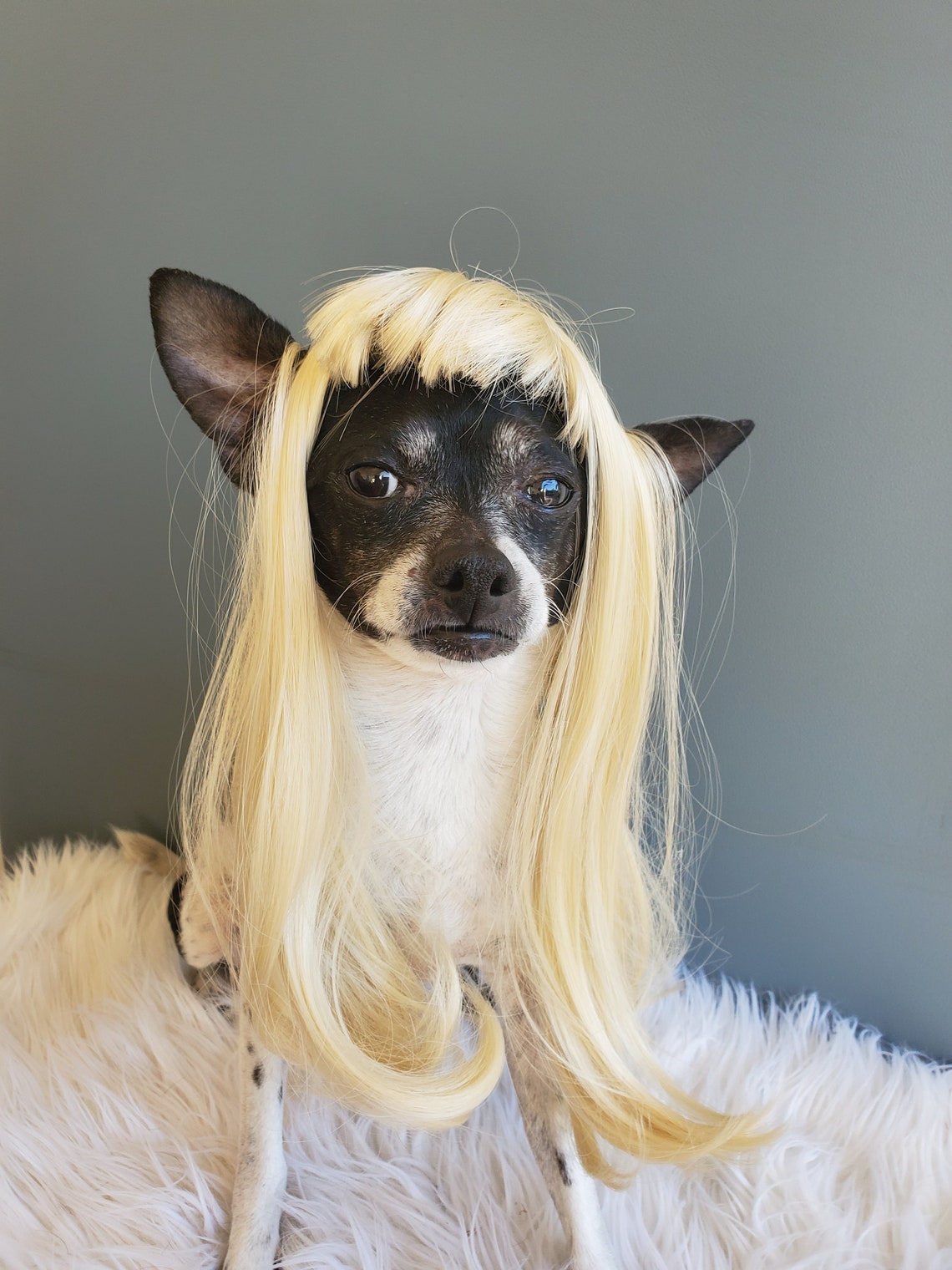 Blonde Pet Wig: Adjustable Dog or Cat Costume Wig - Etsy