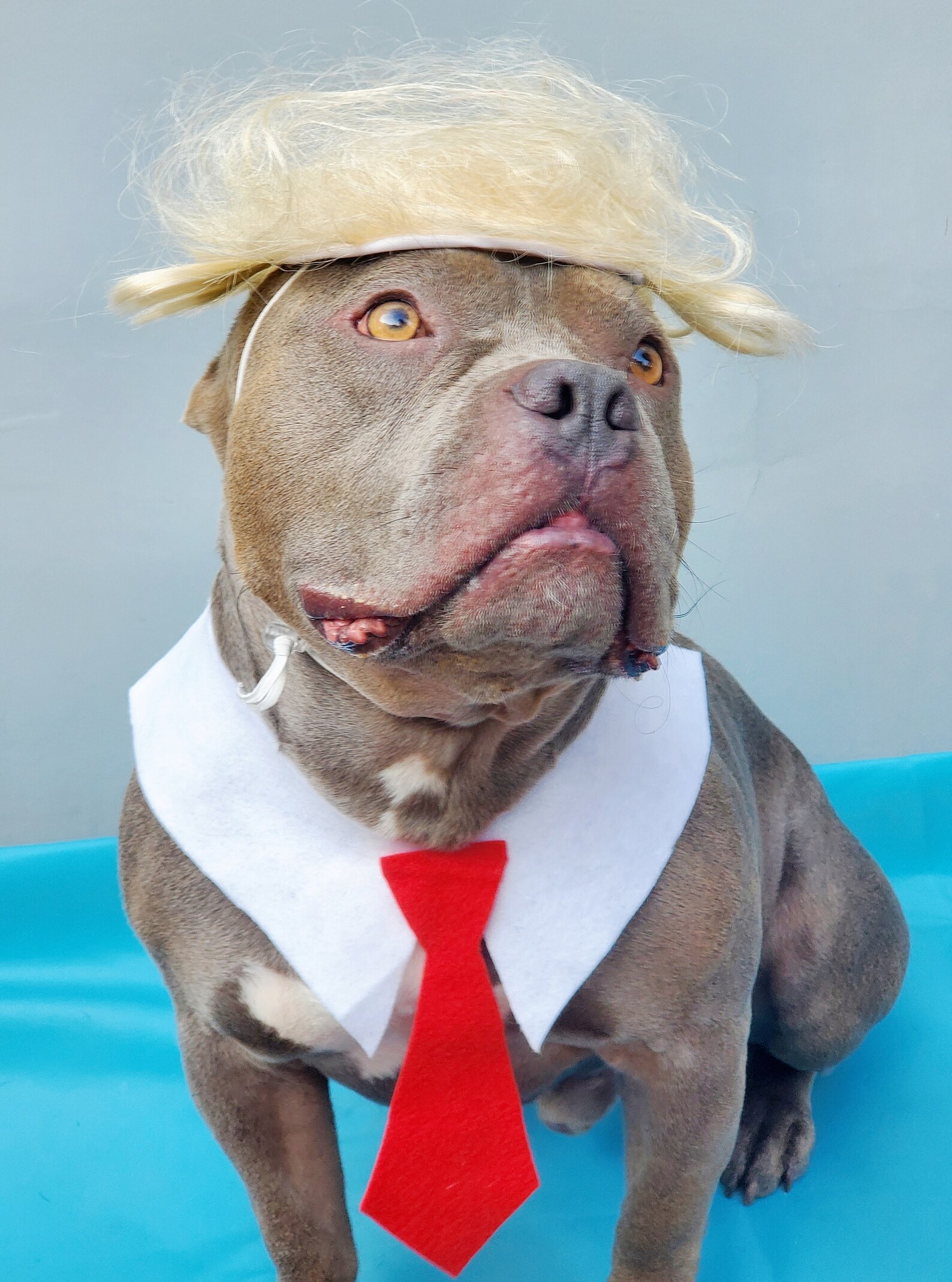 Donald Trump Pet Set Wig and Red Color Neck Tie for Dog or - Etsy
