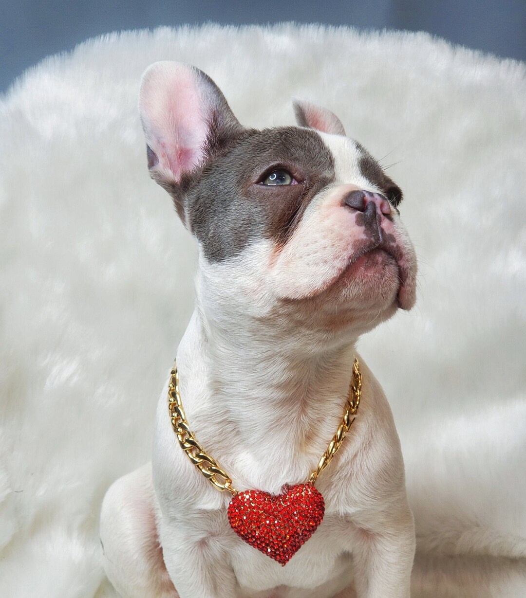 Supper Cute Dog Neck Chain Gold Color With Red Color Heart / Dogs ...