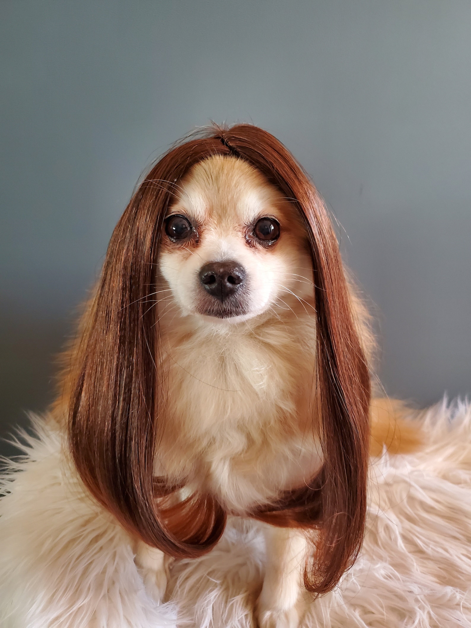Handmade Dog Wig: Pet Costume With Adjustable Elastic - Etsy