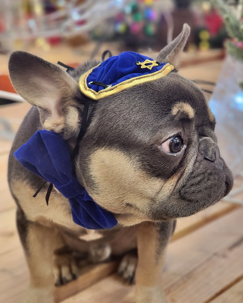 DOG KIPPAH Hanukkah Hat and Bow Set for Dog or Cat/hanukkah Dog Gift ...