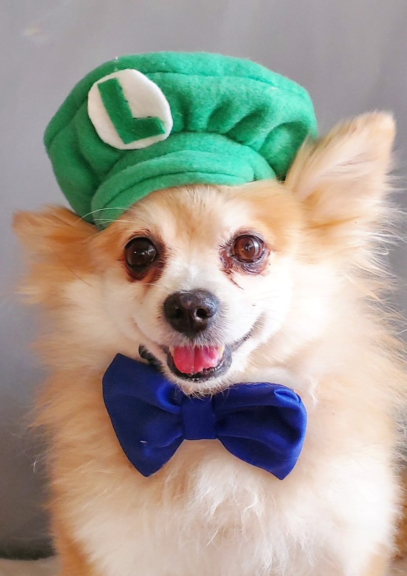 Luigi Costume Hat Green Color for Dog or Cat Small Animal Doll - Etsy