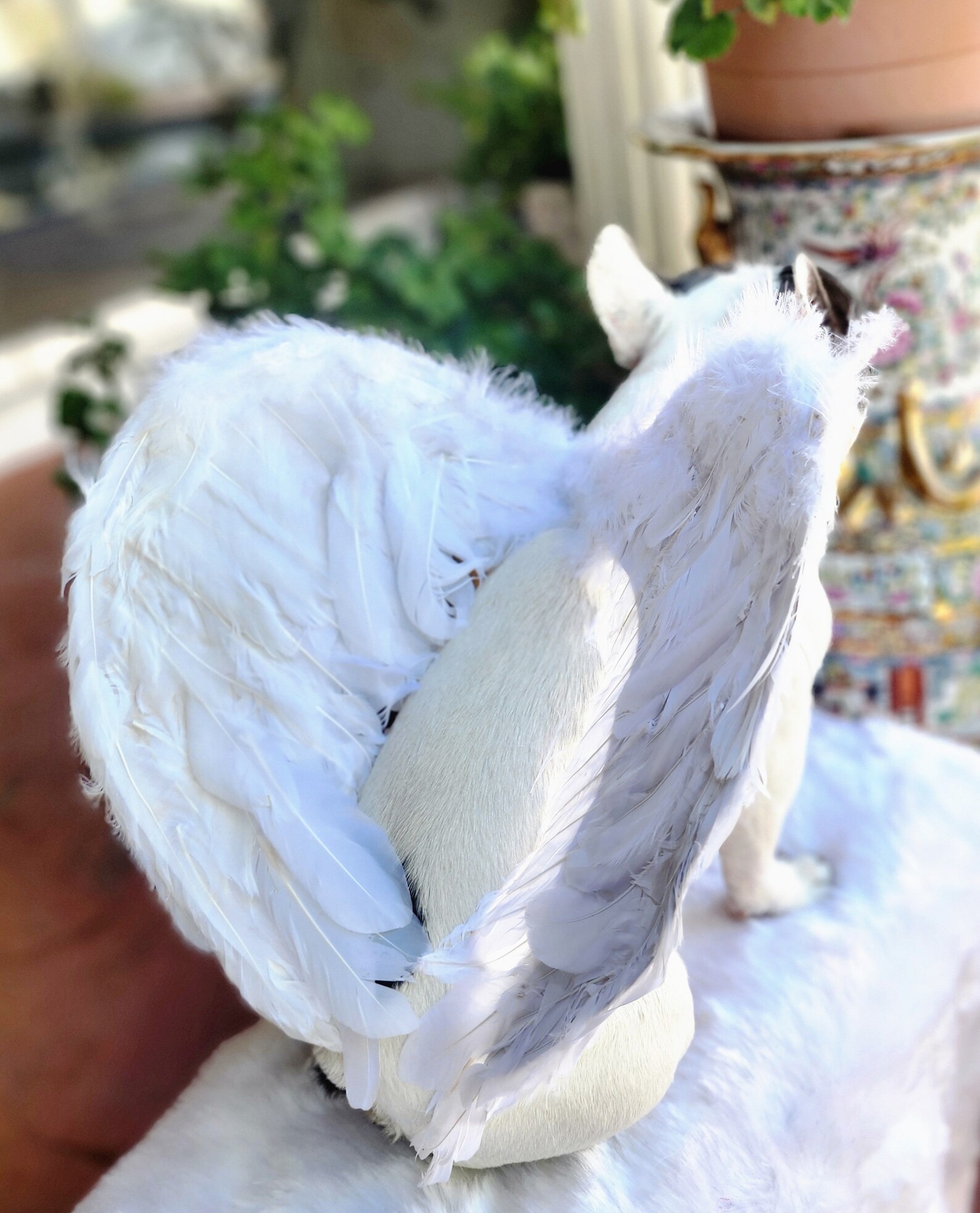 Halloween Angel Wings for Dogs White Color /dog Costume - Etsy