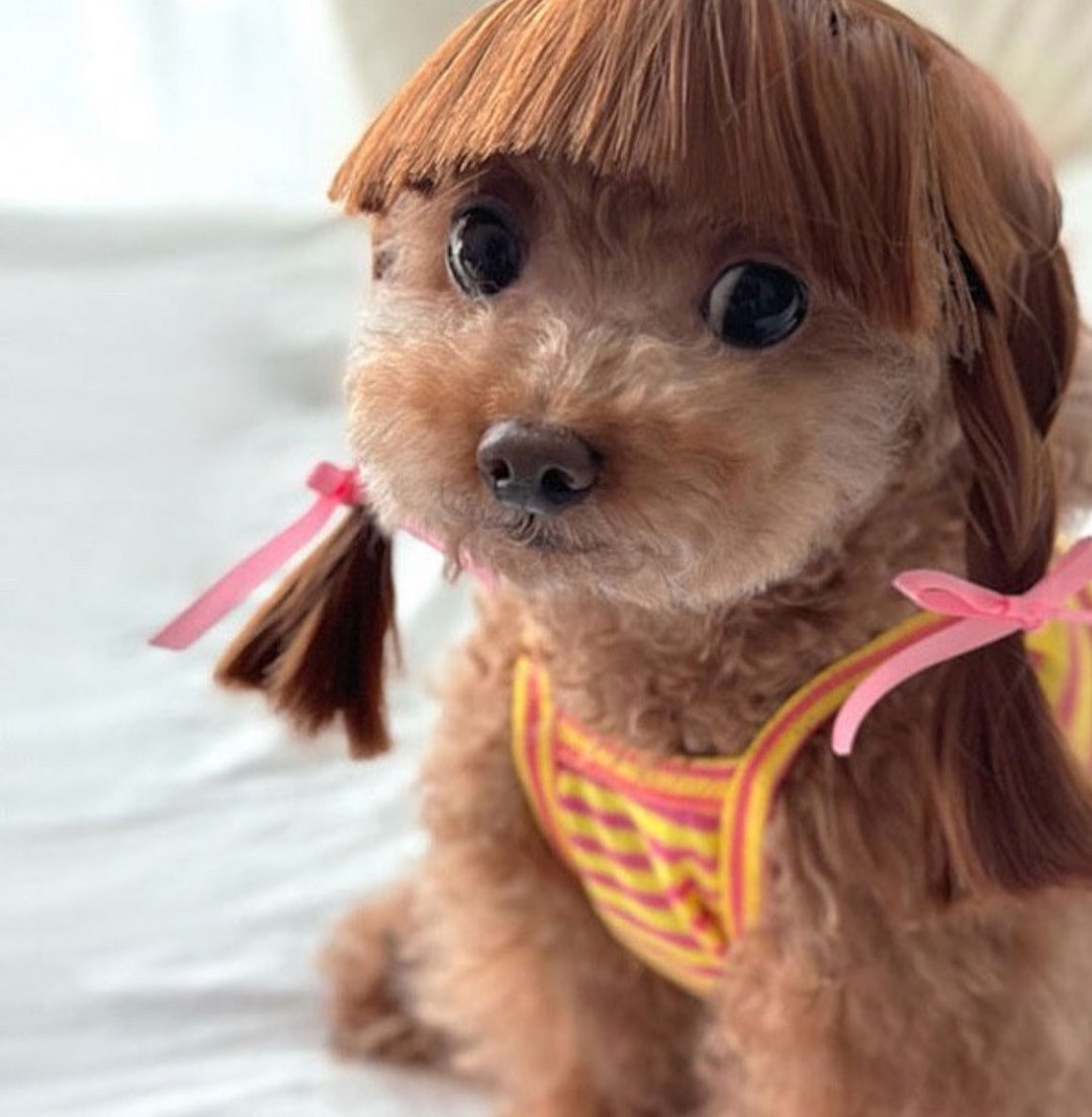 Cute Wig Brown Color / Halloween Wig / Dog Costume / Costume for Dogs ...