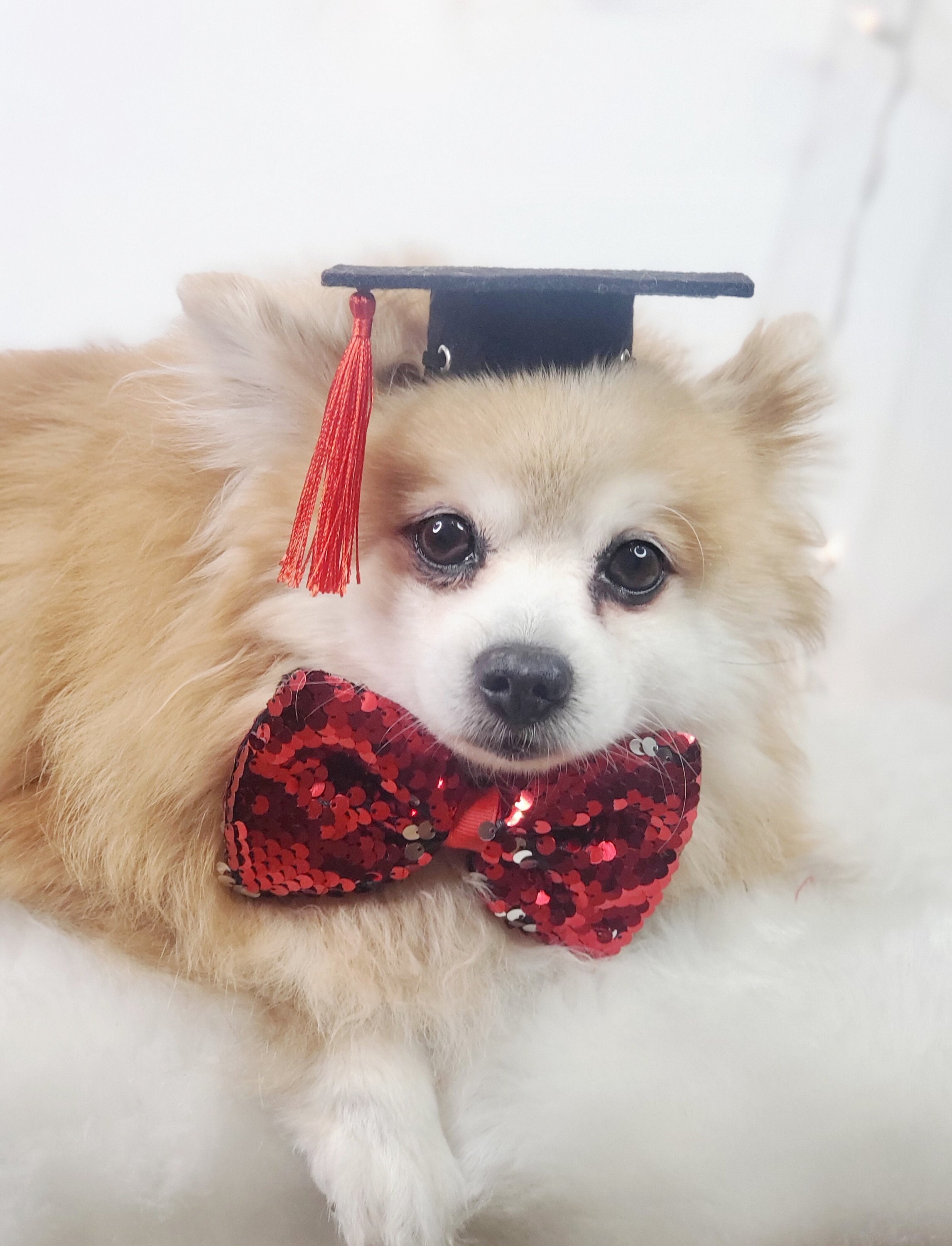 Graduation Puppy
