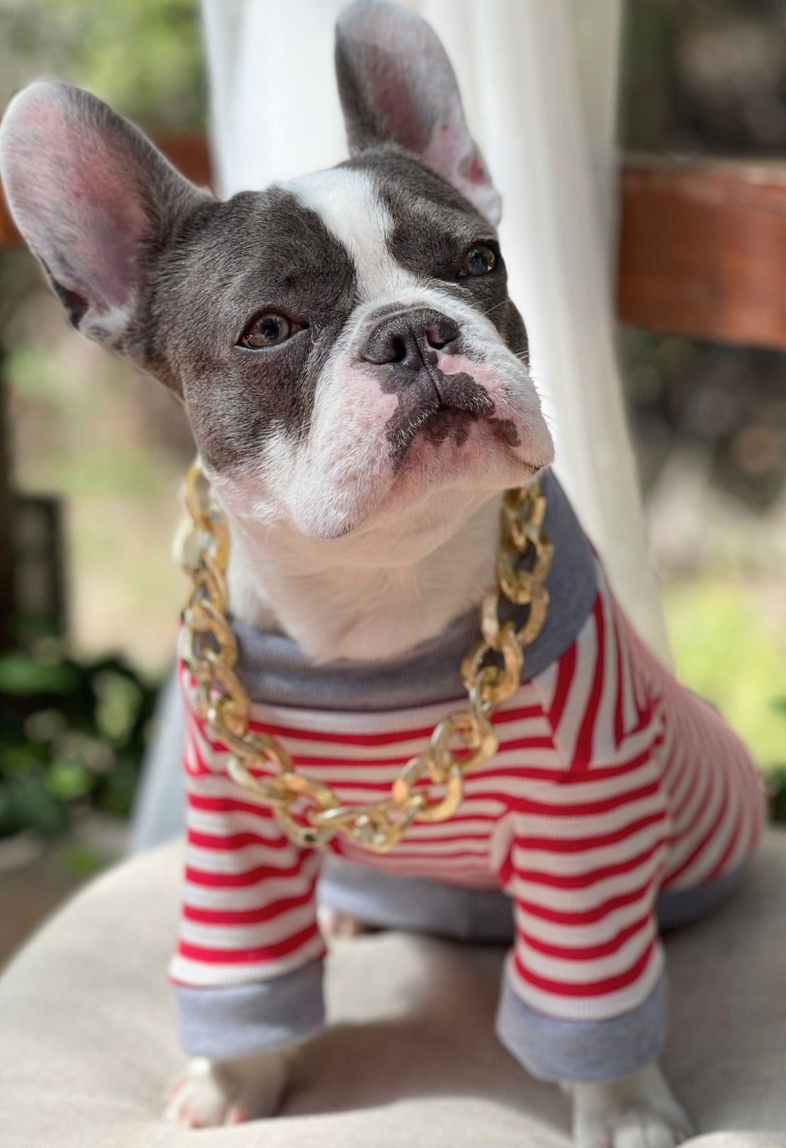 Gold Color Aluminum Pet Chain - Frenchie Jewelry Collar - Etsy