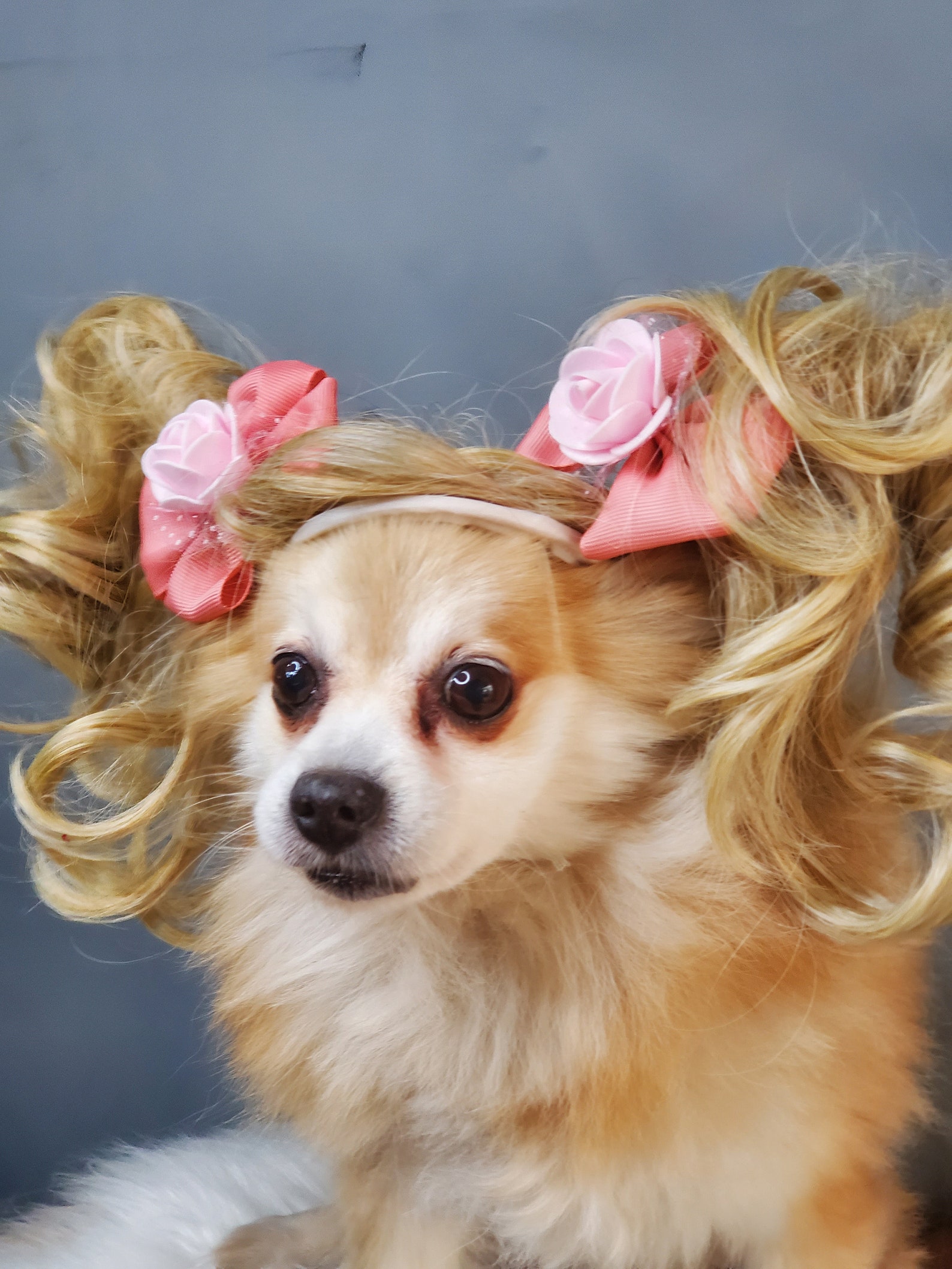 Blond Color Pet Wig With Ponytails for Dog or Cat - Etsy