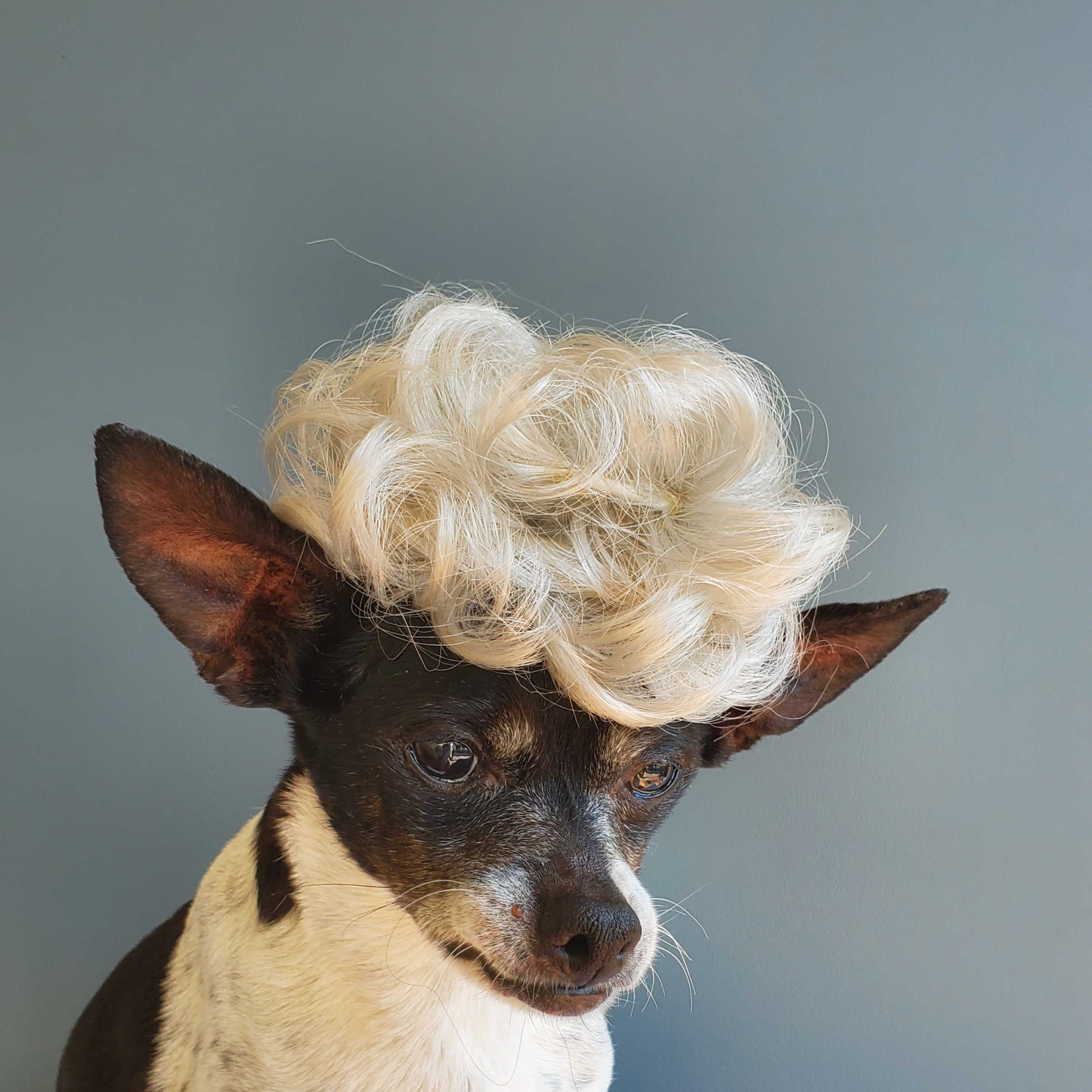Pet Costume Wig: Elegant Dog or Cat Wig With Adjustable Elastic - Etsy