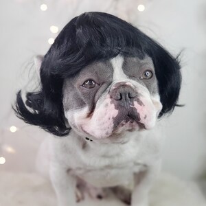 Black Dog Wig, Elegant Puppy Costume, Large Size - Etsy