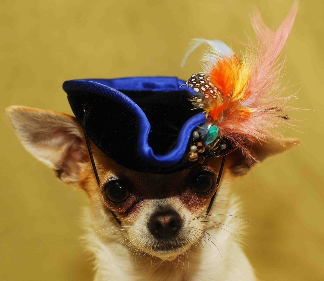 Very Cute Hat for Dog or Cat /halloween Dog Hat /pirate Hat for Pets ...