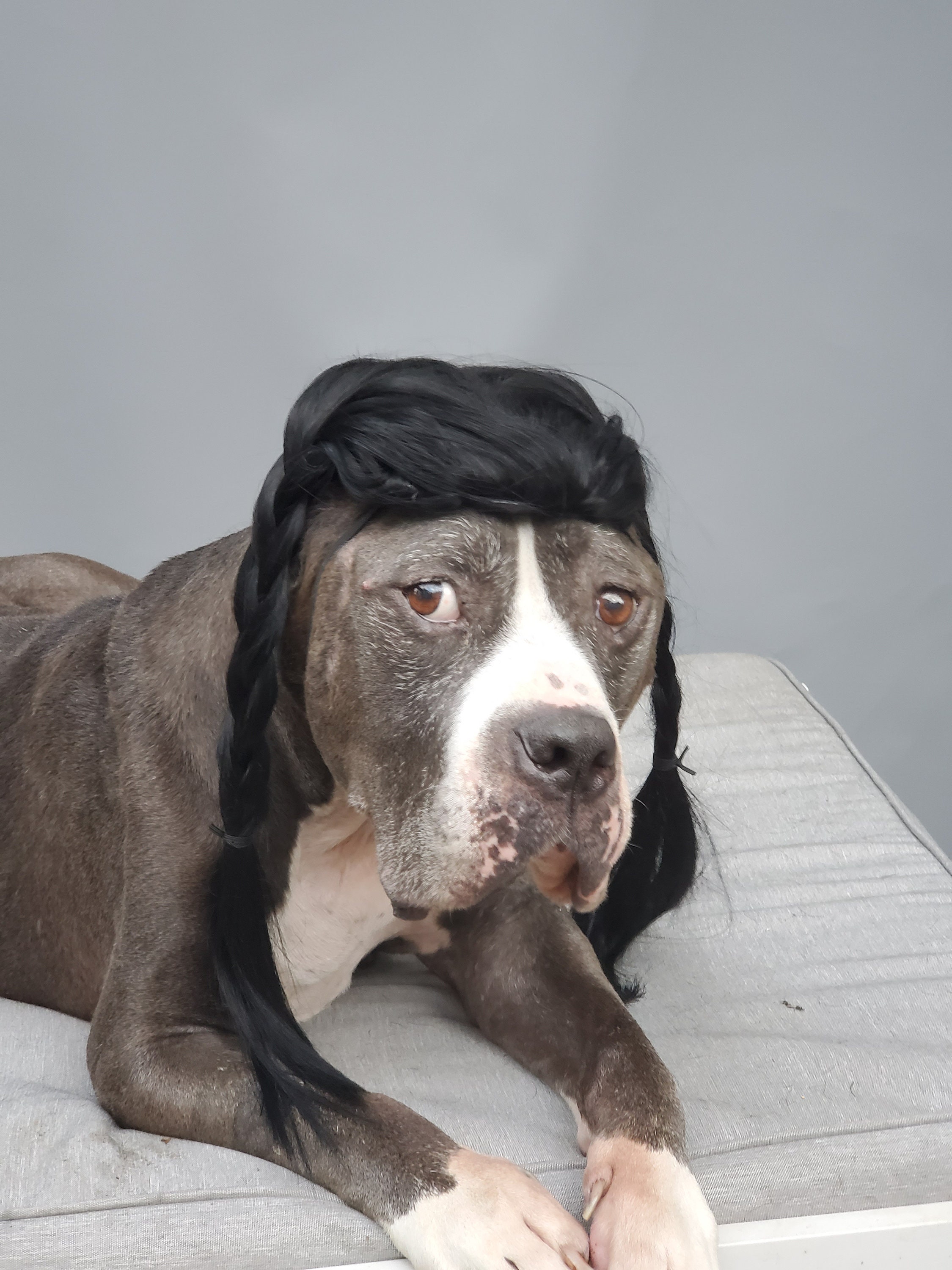 Braided Black Wig for Large Dog, Pet Costume - Etsy