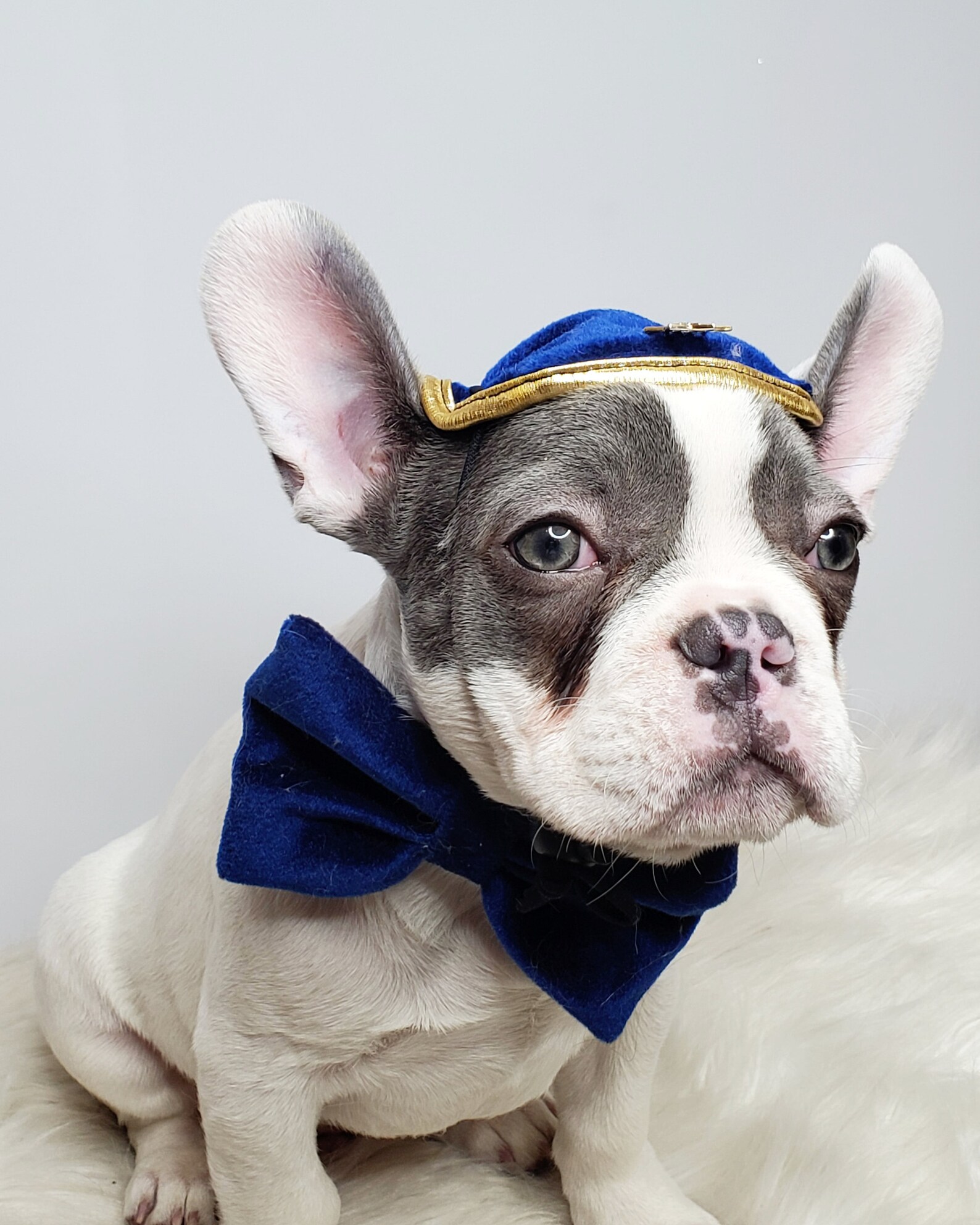Set Listing DOG KIPPAH Hanukkah Hat and Bow Set for Dog or Cat - Etsy