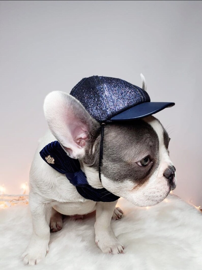 Cap for You Pet/ Cute Hat Navy Color for Dog or Cat Small - Etsy