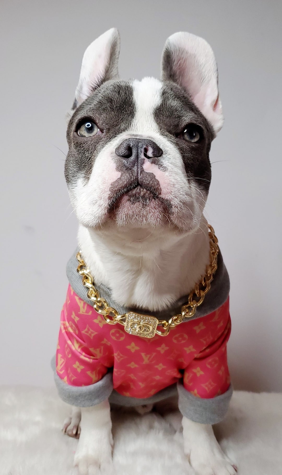 Supper Cute Dog Neck Chain Gold Color/ Jewelry for Pet /jewelry Collar ...