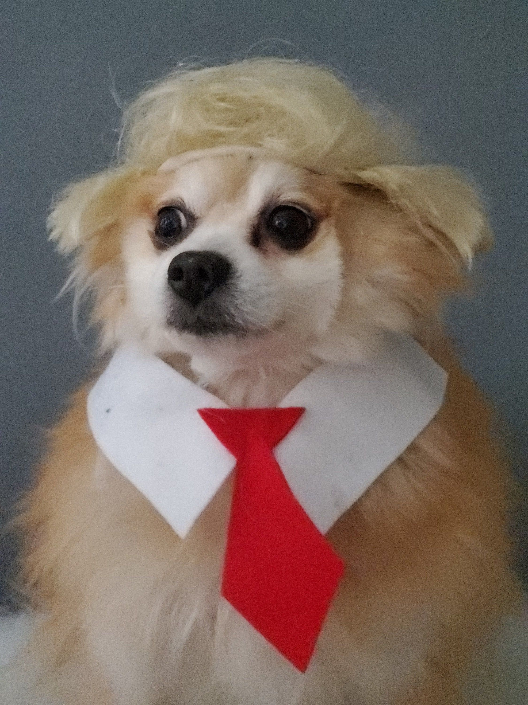 Perruque Donald Trump pour animal de compagnie et cravate rouge pour chien ou chat Etsy France