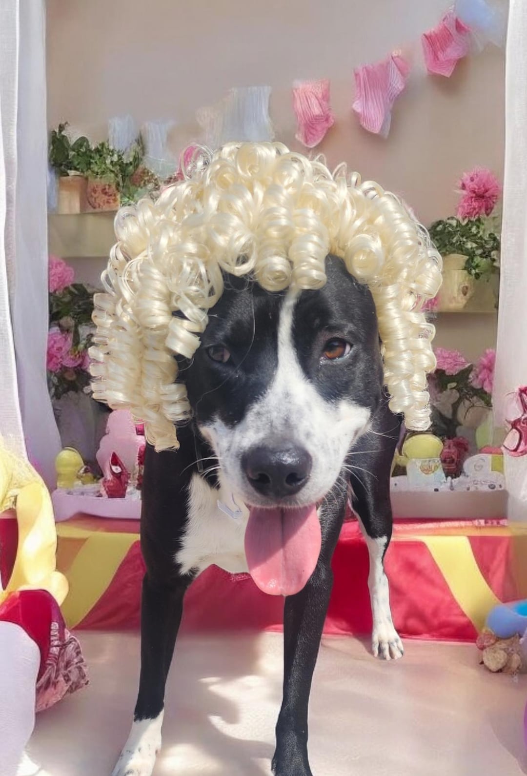Blond Dog Wig, Large Breed Costume - Etsy