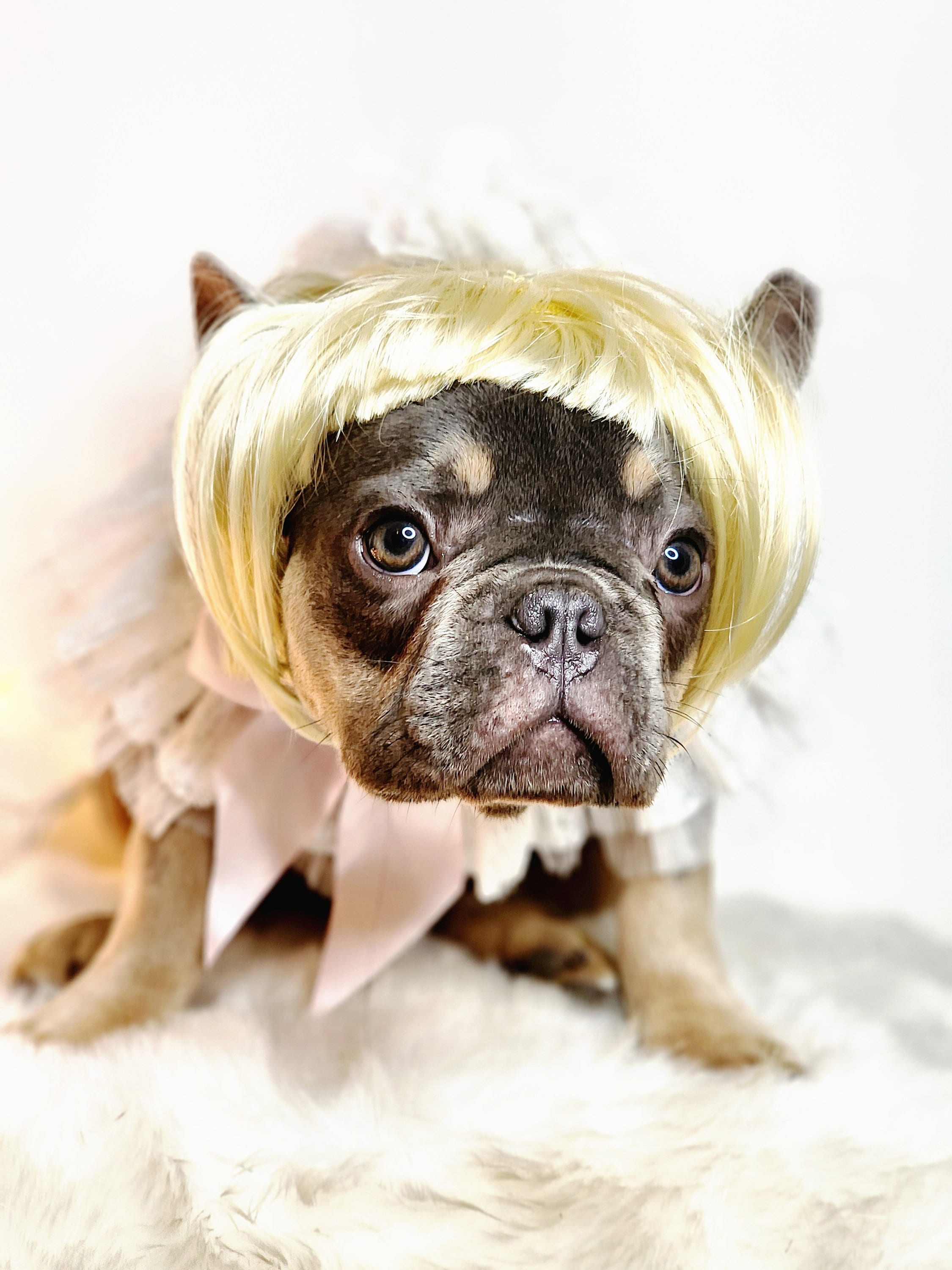 Pet Wig for Dog or Cat/halloween Dog Wig / Pet Costume / - Etsy