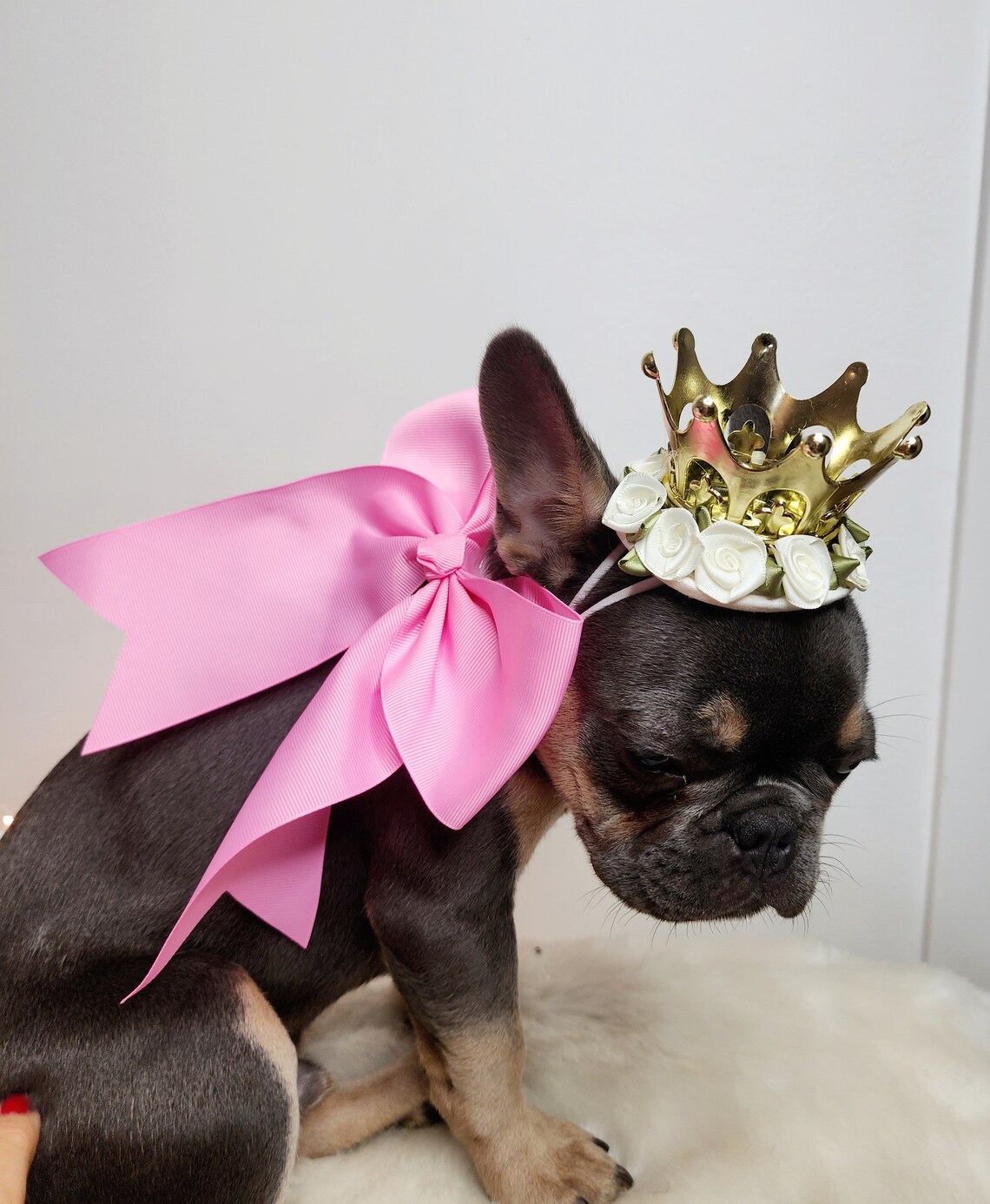 Set Listing Gold Color Crown With Pink Color. Neck Tie for Dog - Etsy