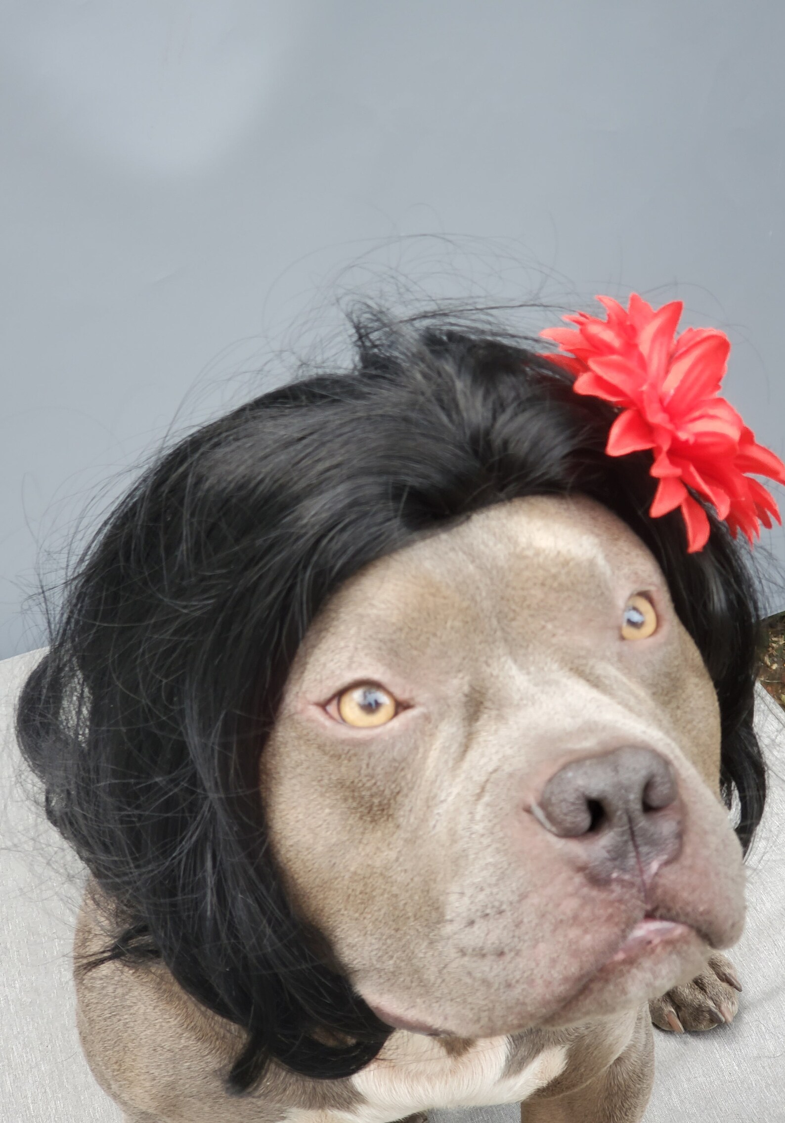 Large Size Black Color Wig for Dog /halloween Costume Wig for - Etsy