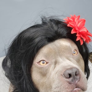 Large Size Black Color Wig for Dog /halloween Costume Wig for Dogs/dog ...
