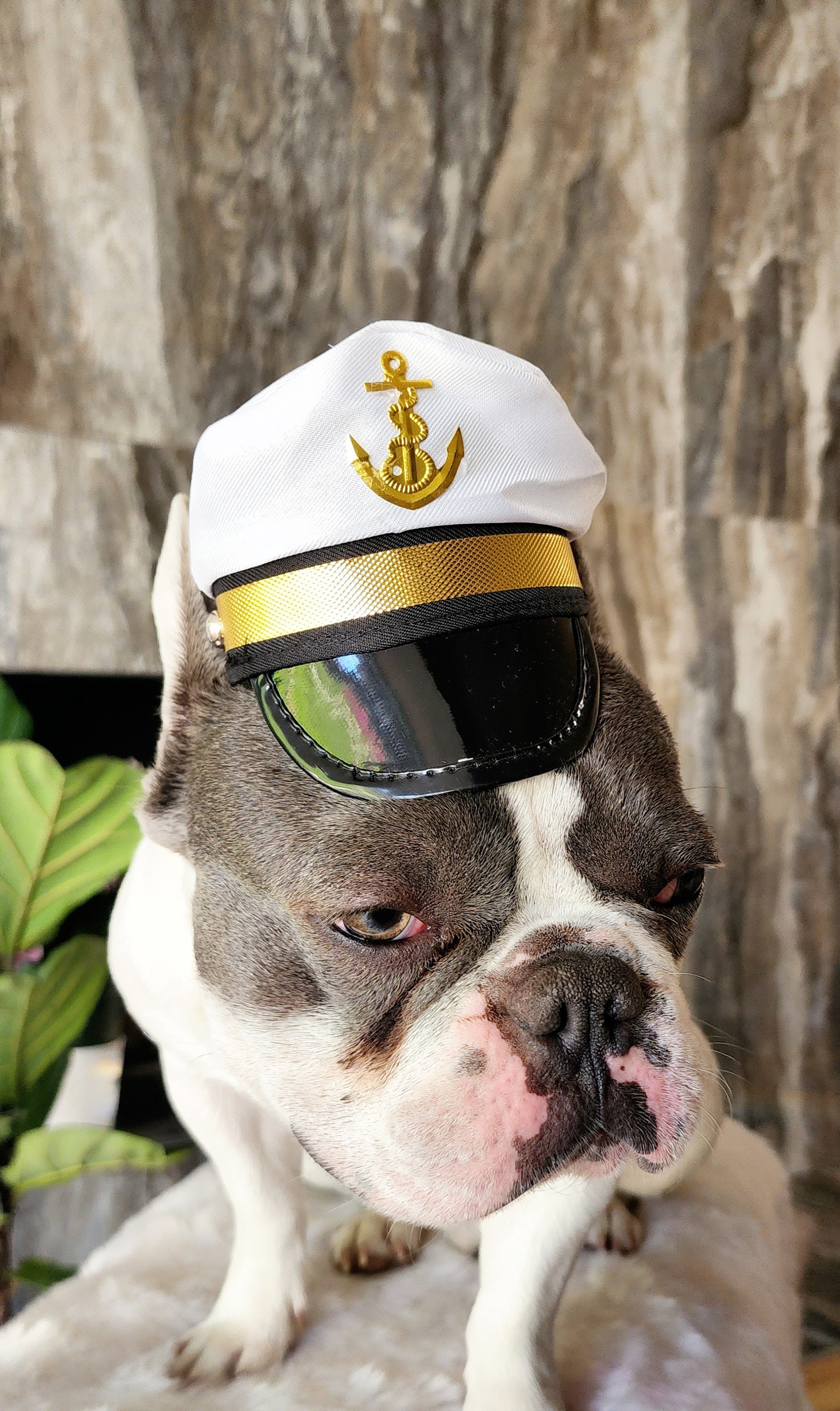 Captain Hat for Dog or Cat Small Animal Doll /halloween Pet - Etsy