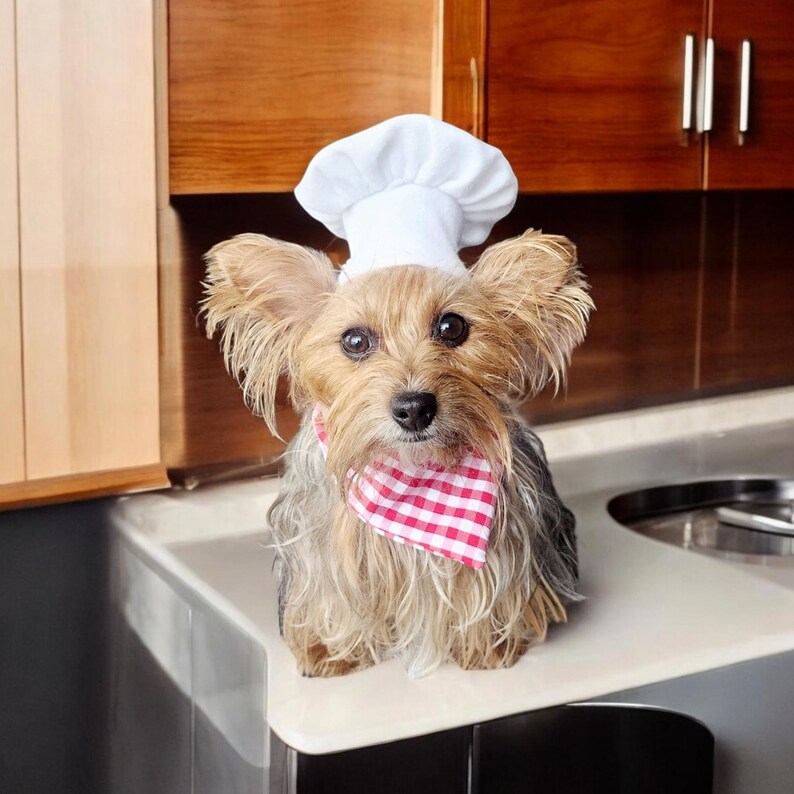 Pet Chef Hat – Dog or Cat Costume - Etsy