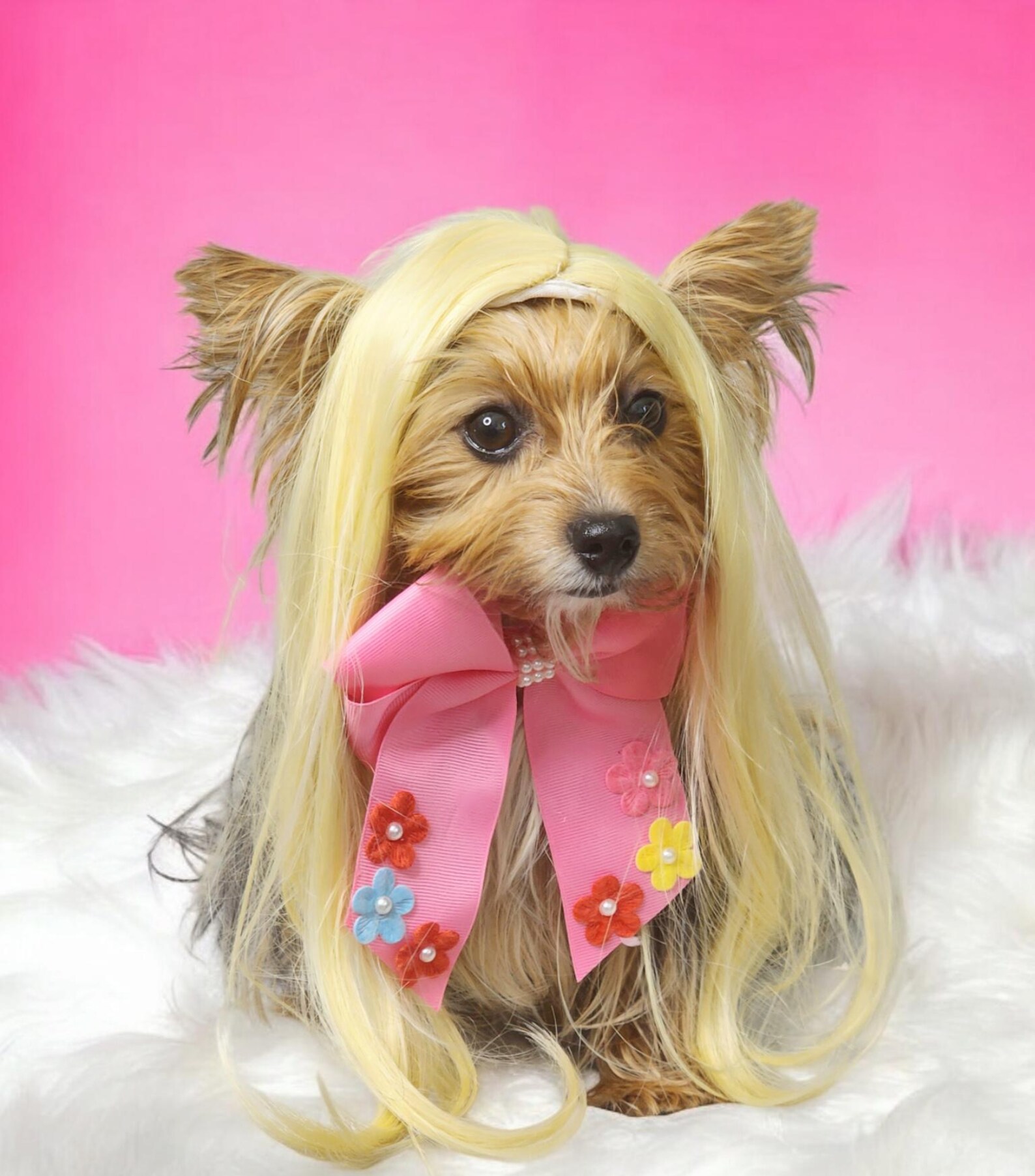Cute Pet Wig, Halloween Costume for Dog or Cat - Etsy