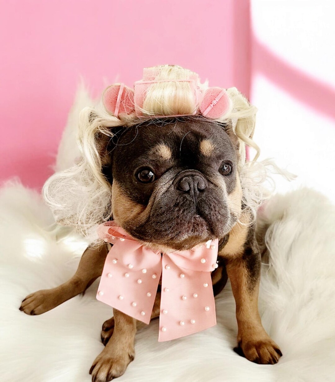 Wig With Rollers/dog Wig With Rollers / Dog Costume/halloween Costume ...