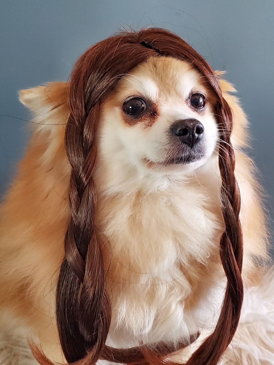 Cute pet braided wig for dog or cat/Halloween pet wig | Etsy