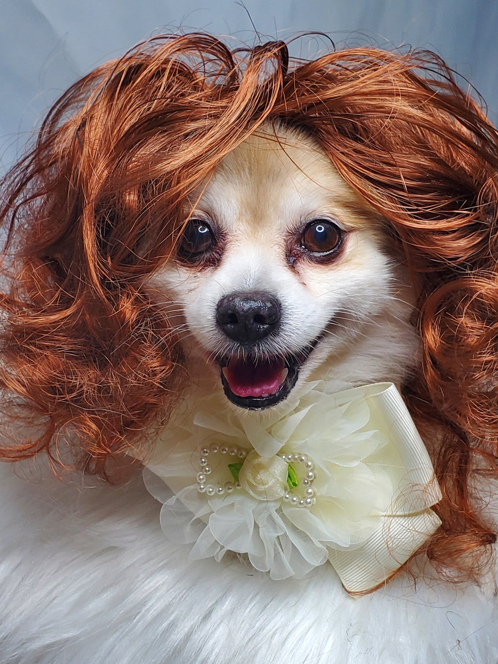 Elegant Pet Wig - Handmade Puppy/cat Costume Accessory - Etsy