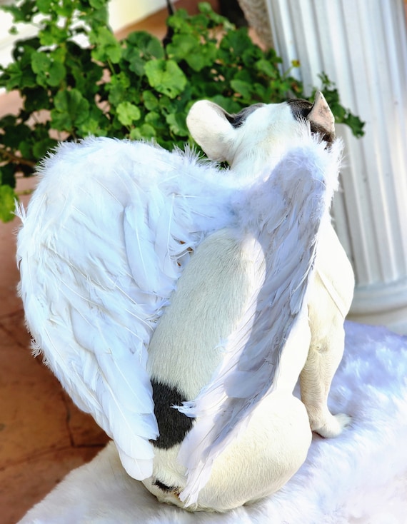 Halloween Angel Wings for Dogs White Color /dog Costume - Etsy