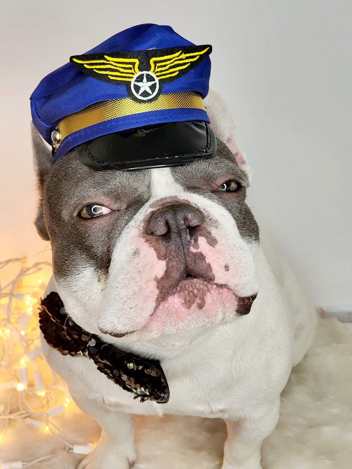 Captain Hat for Dog or Cat Small Animal Doll /halloween Pet - Etsy