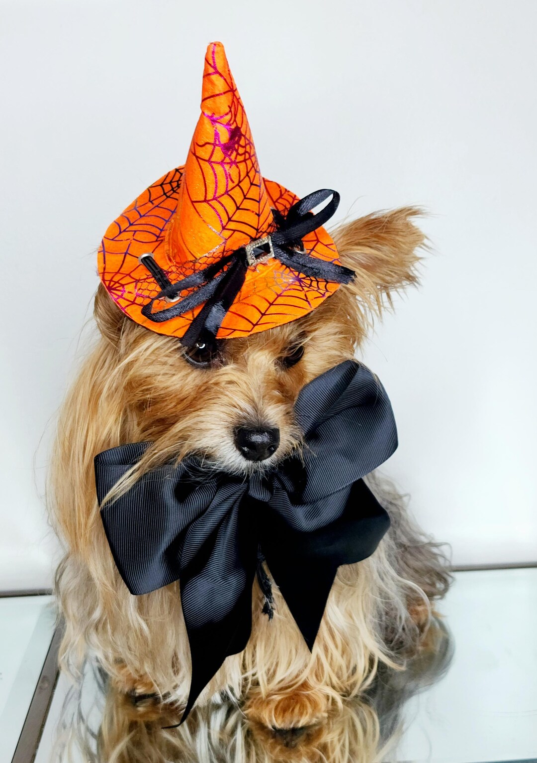 Witch Hat & Bow Tie Set: Black Halloween Costume for Small Dog or Cat ...