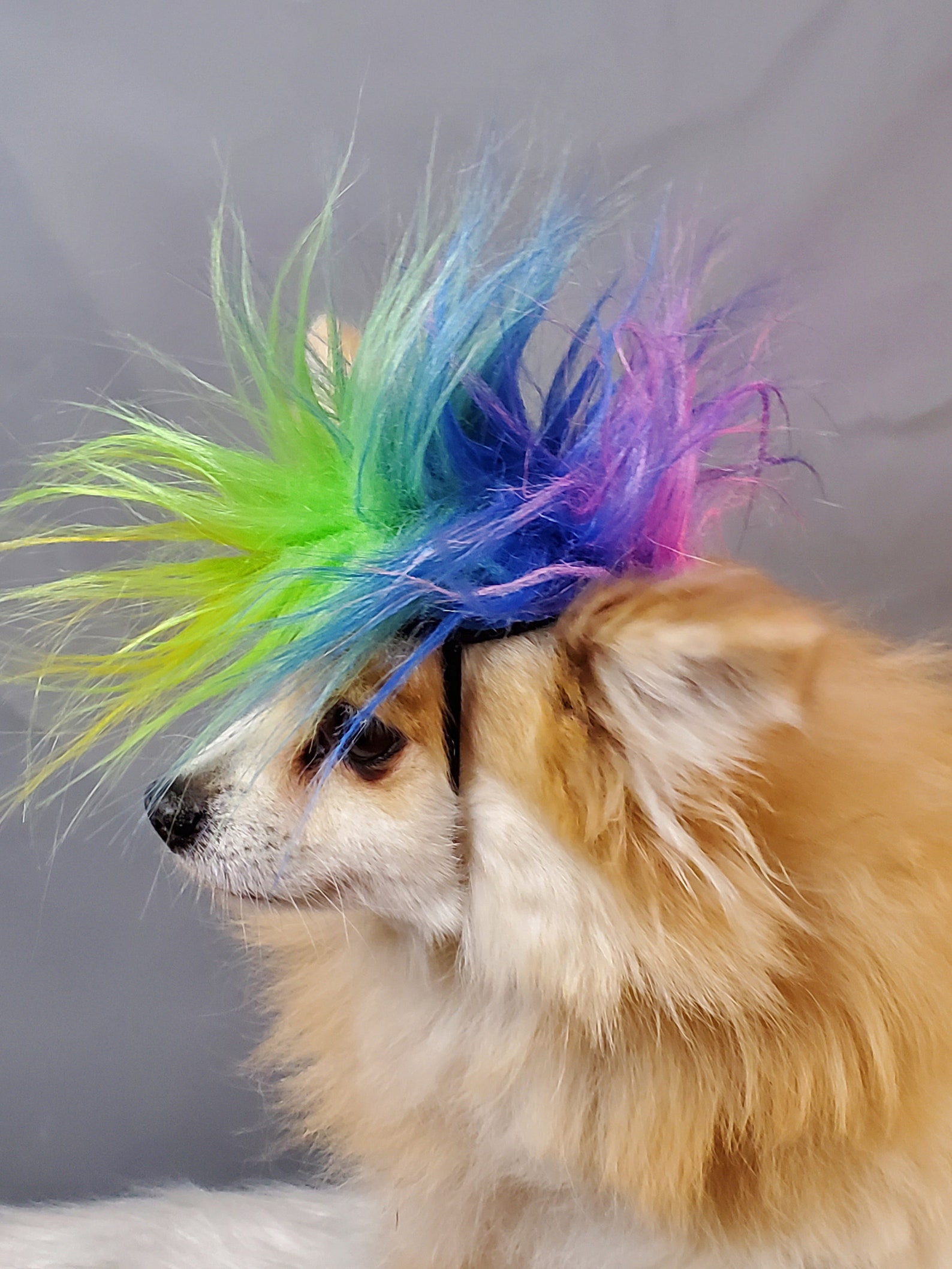 Mohawk for your pet / Halloween dog costume /Cat Mohawk / | Etsy