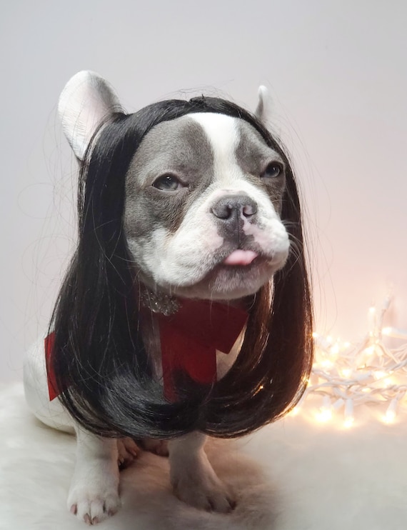 Boston Terrier In Wig
