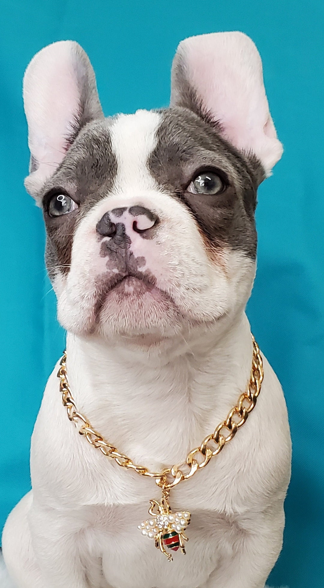 Supper Cute Dog Neck Chain Gold Color /dog Neck Collar/ - Etsy