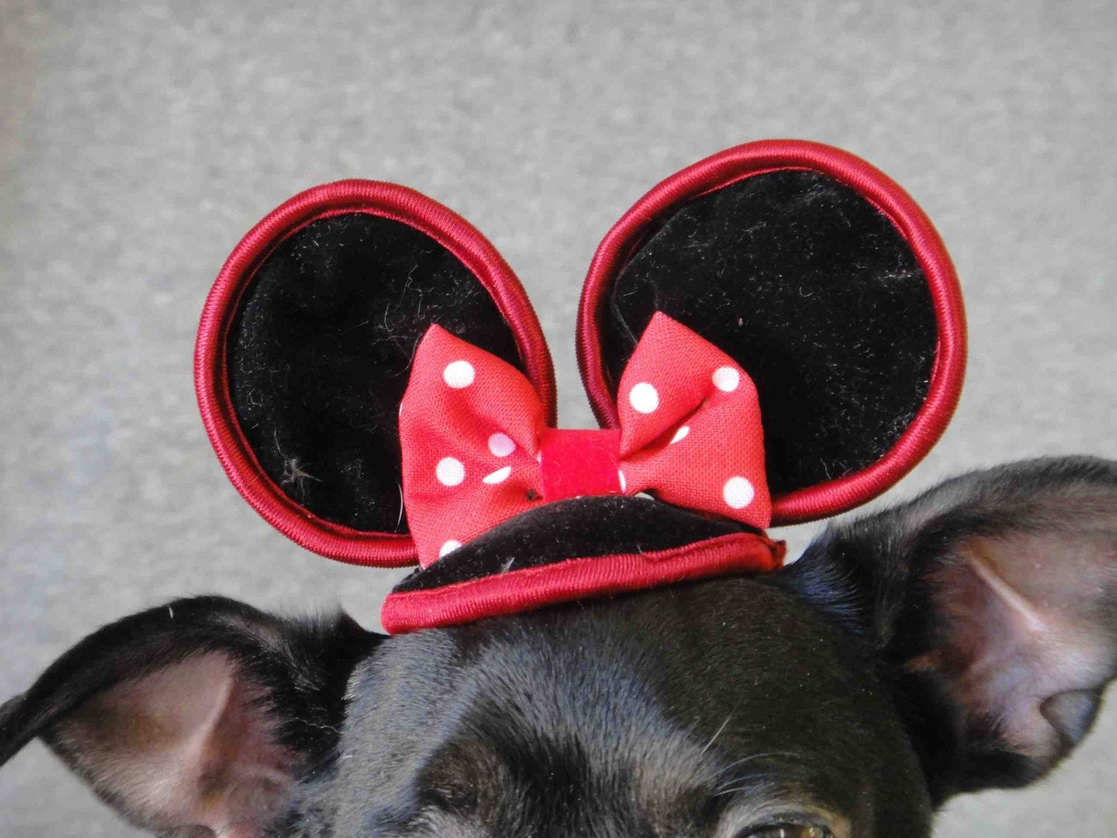 Mini Mouse Hat for Dog of Cat - Etsy